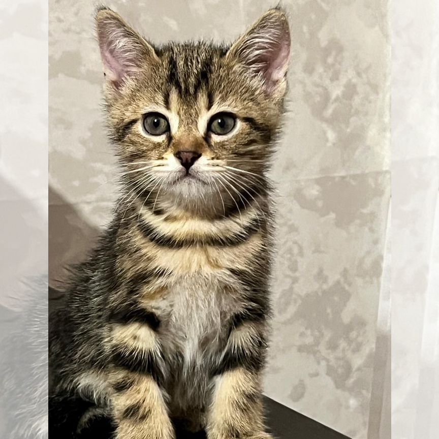 Британские котята
