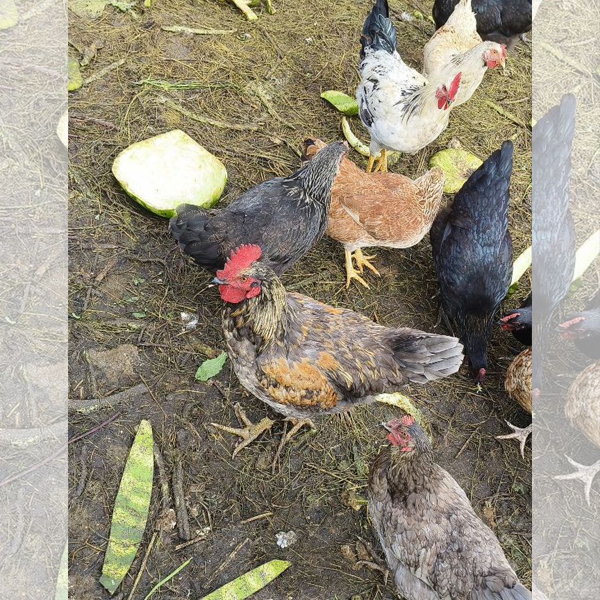 Молодые петушки