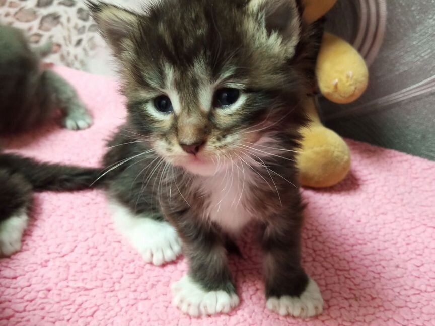 Предлагаются к резерву котята Мейн - Кун