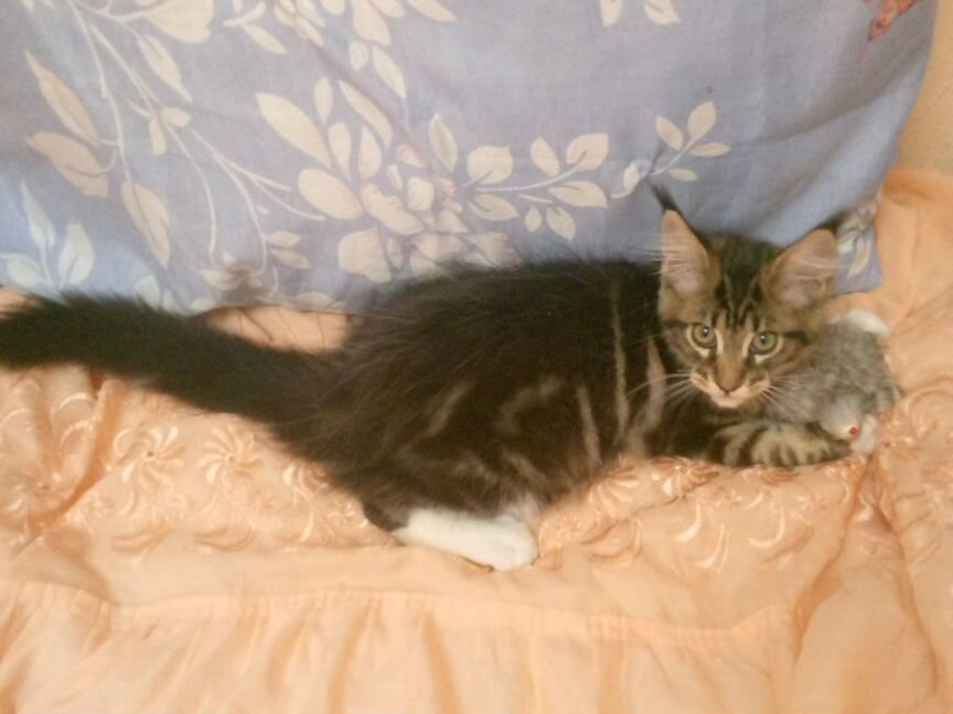 Котята мейн-кун