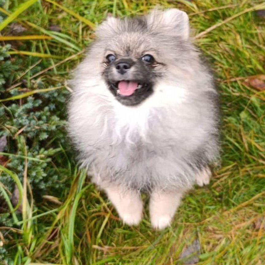Померанский шпиц, щенок
