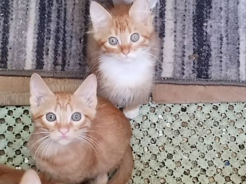 Котята в добрые руки