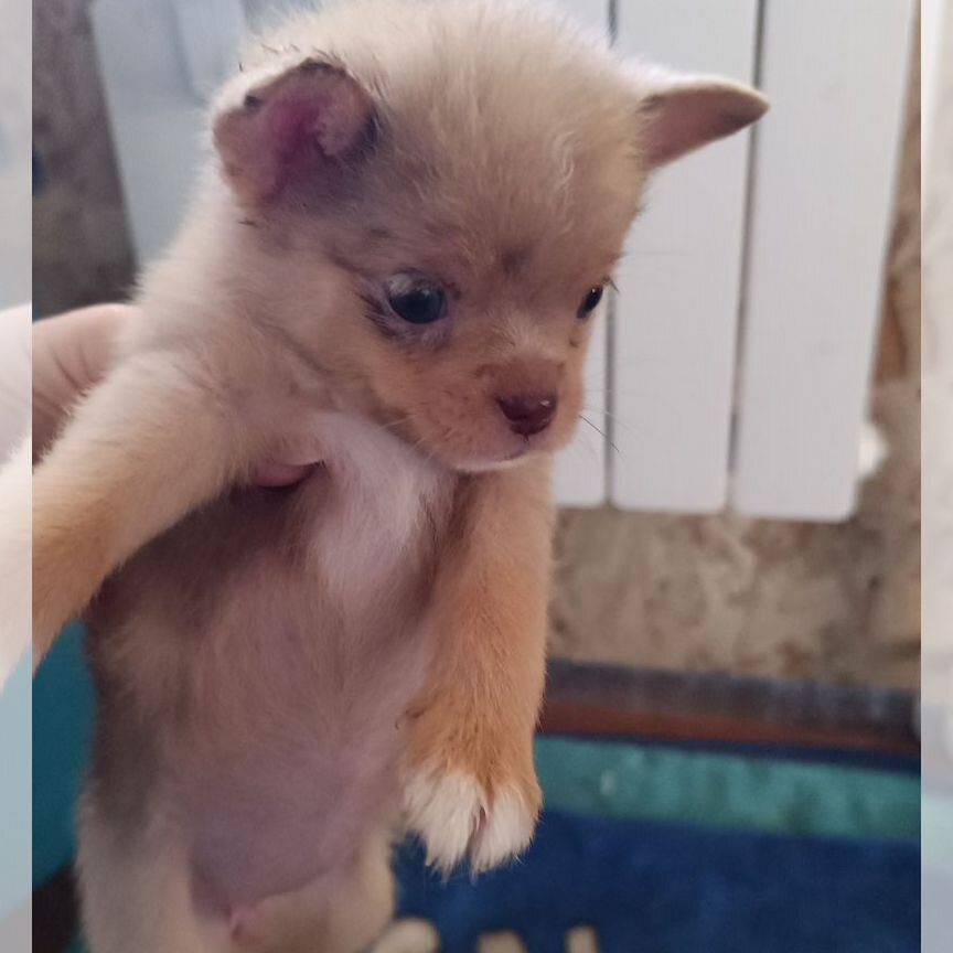 Пти-брабансон, щенок