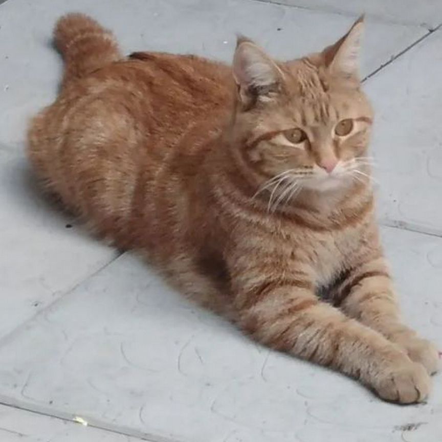 Котёнок от частного владельца