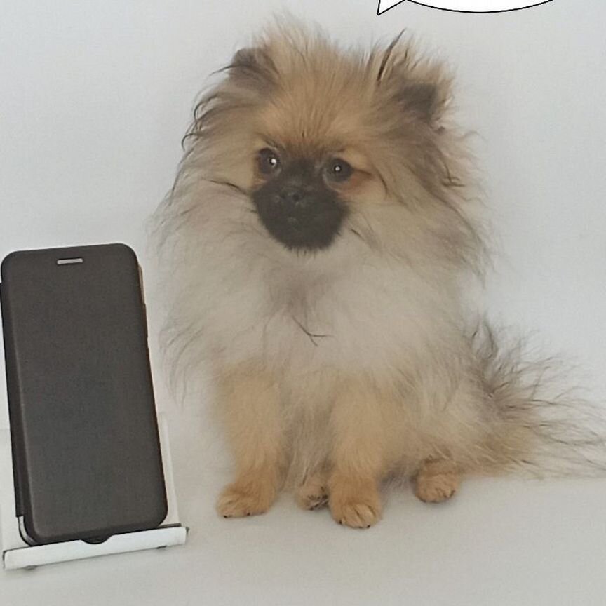 Немецкий шпиц, щенок