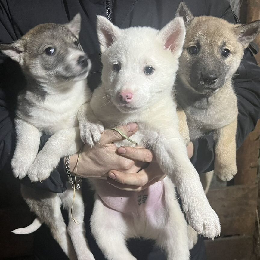 Западносибирская лайка, щенок