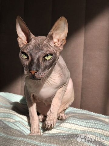 Ищу хорошие руки для кошки