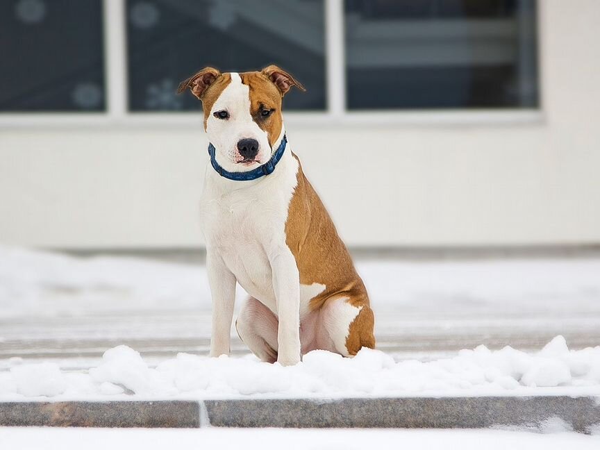 Амстаффтерьер