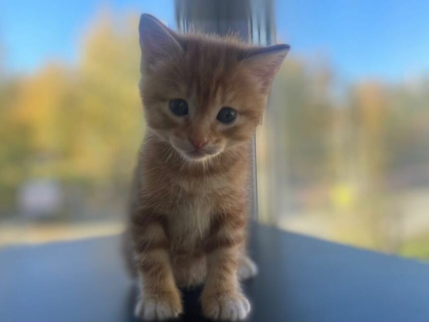 Котята курильский бобтейл