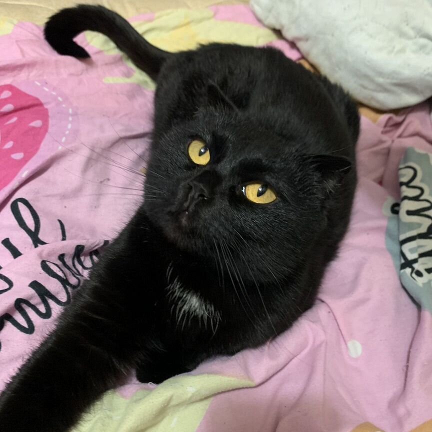 Вислоухая кошка отдам