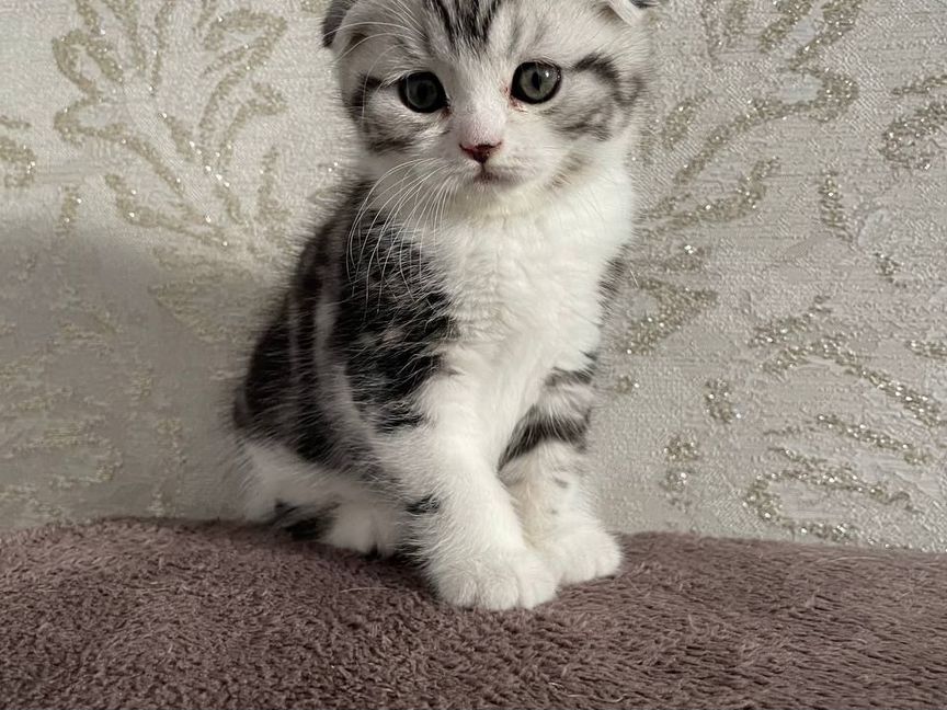 Британский вислоухий котёнок