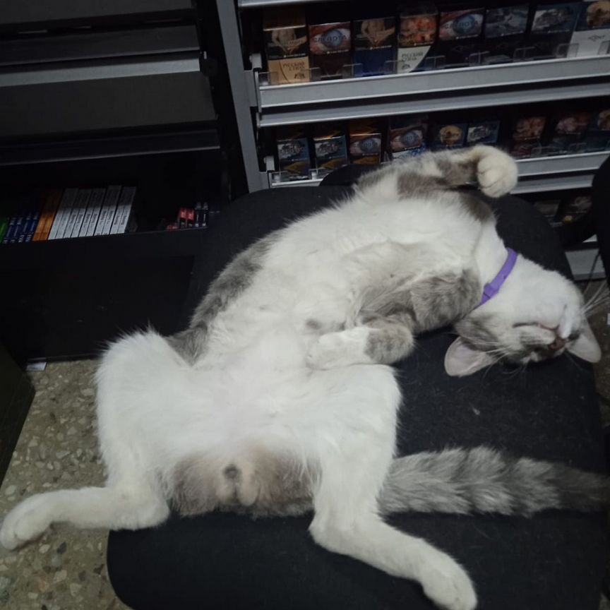 Кот Василий в добрые руки