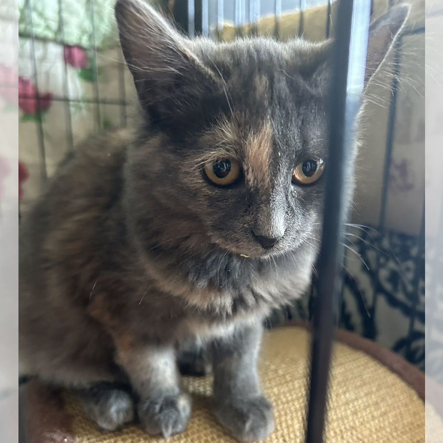 Котенок Шелли ищет семью