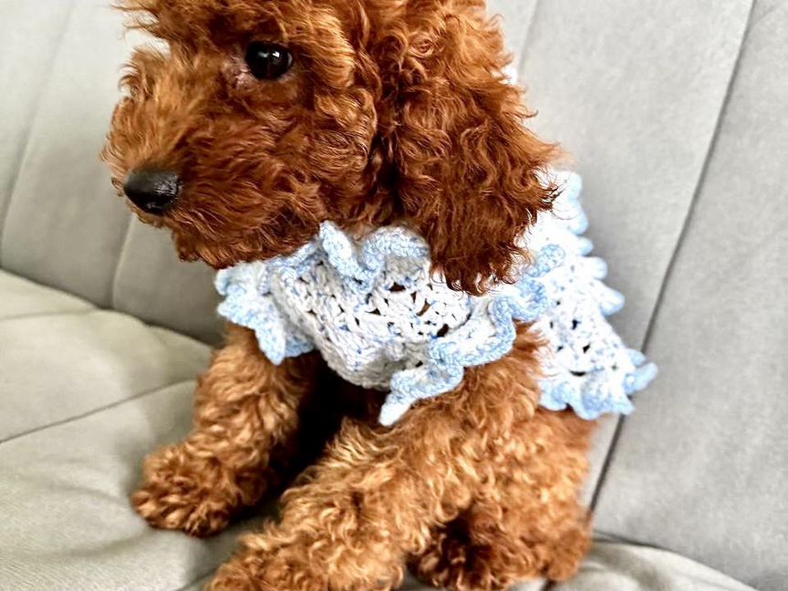 Щенки кокапу