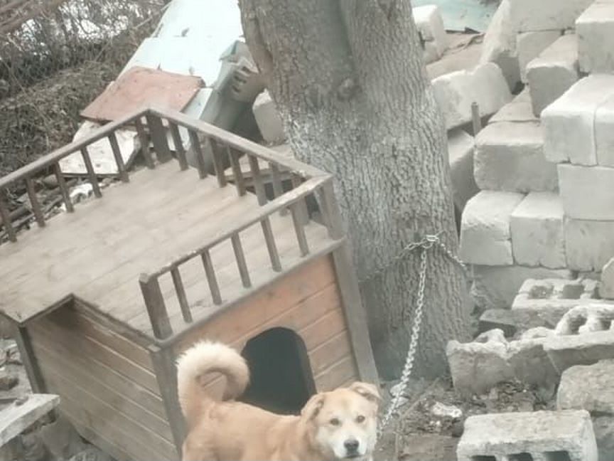 Собака в добрые руки отдам бесплатно