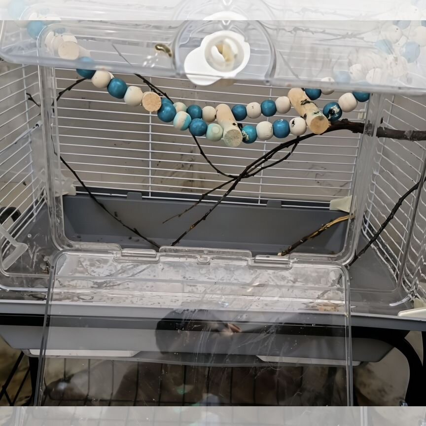 На продаже попугай корелла самец ему 3.5месяца