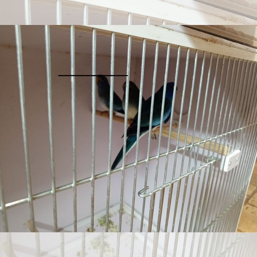 Травяной Глянцевый попугайчик