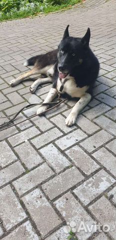 Собаки бесплатно в добрые руки