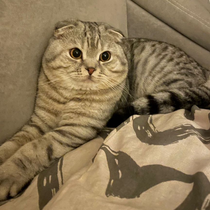 Шотландский кот вязка
