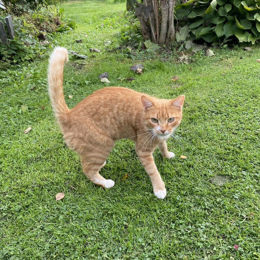 Рыжуля в добрые руки