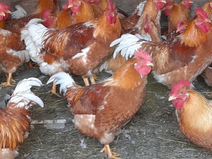 Молодые петушки, порода мими-мясная 4 мес