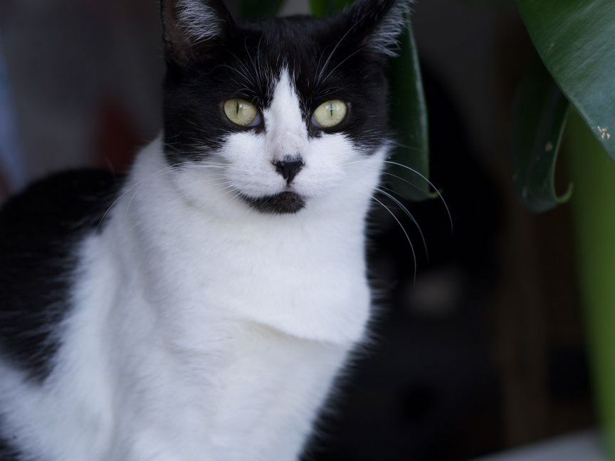 Жозефина (кошка)