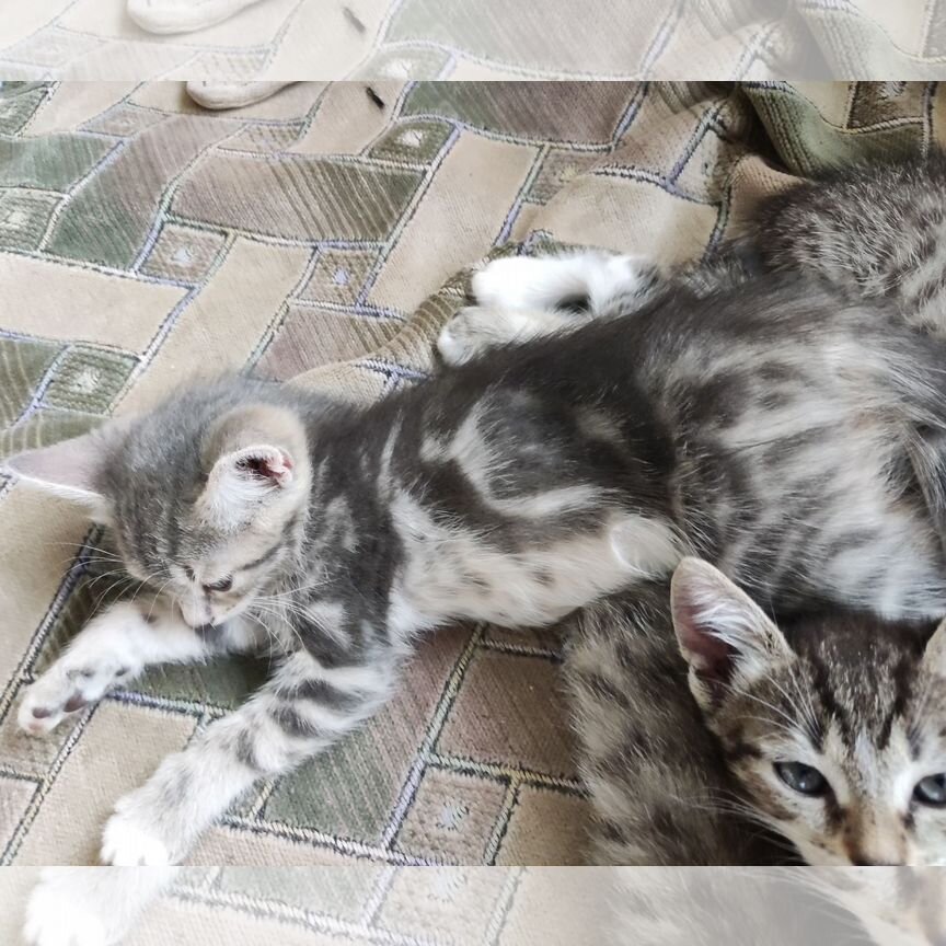 Котята в добрые руки бесплатно девочка