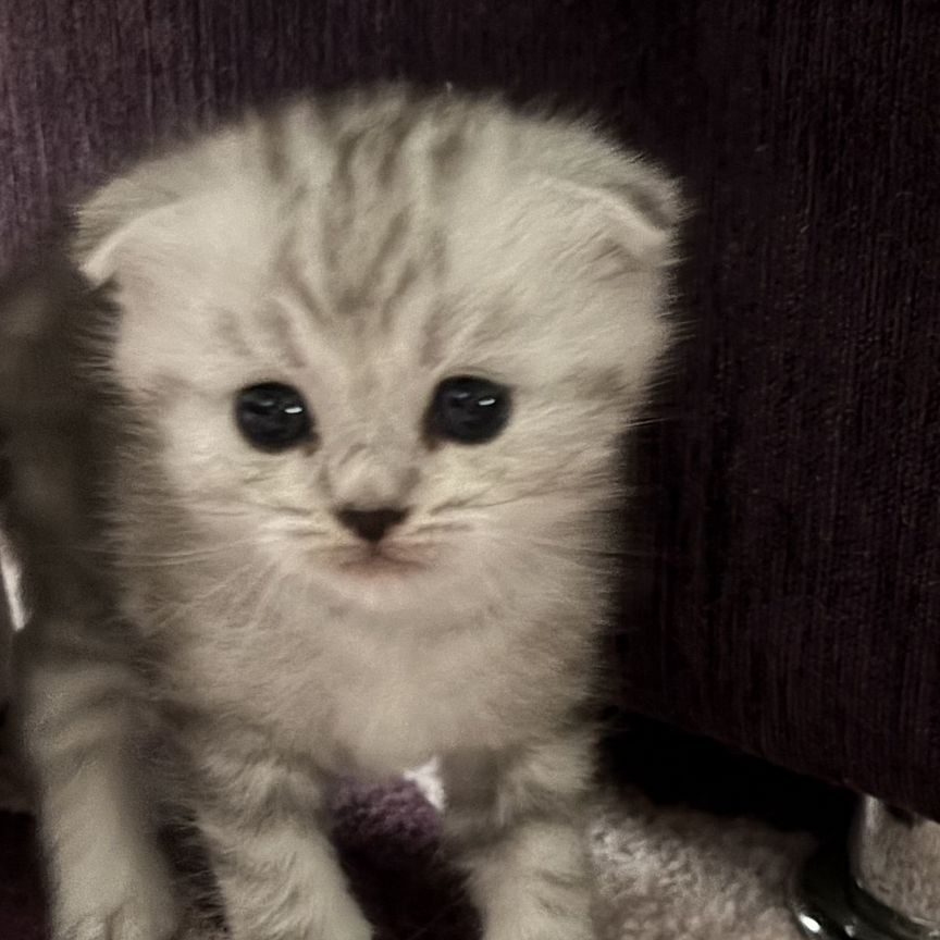Шотландский вислоухий короткошёрстный котёнок