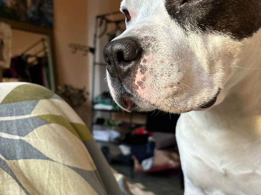 Стаффордширский терьер