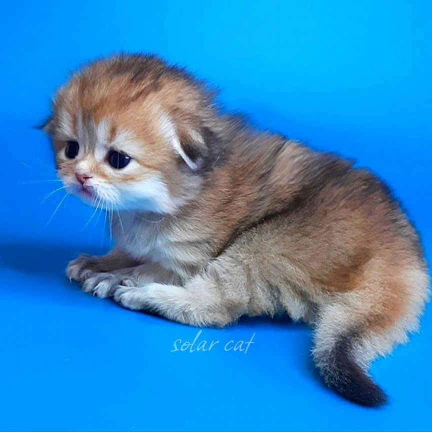 Шотландские вислоухие котята