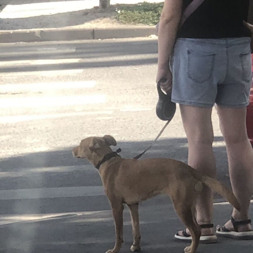 Отдам собаку в добрые руки