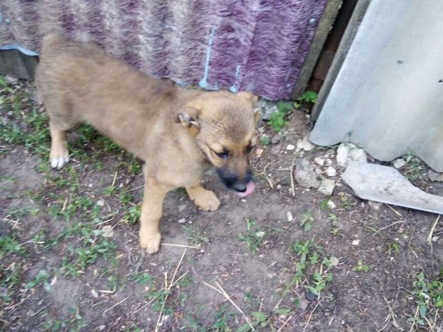 Собака в добрые руки щенок