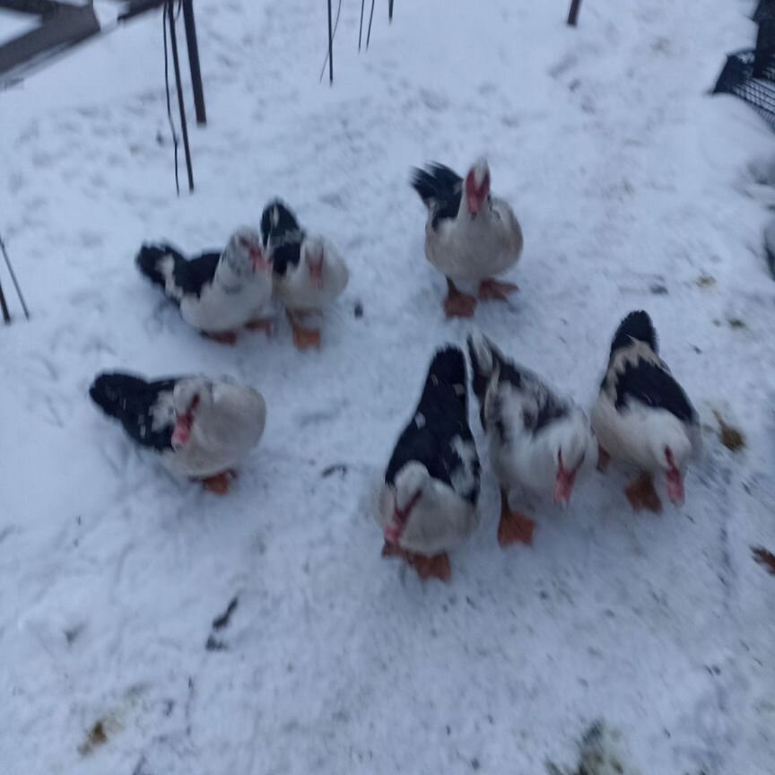 Индоутки на развод