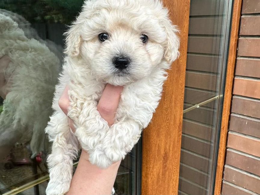 Мальтипу жемчужный мальчик