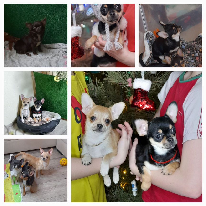 Чихуахуа, щенок