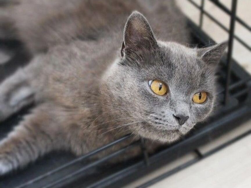 Плюшевая кошка стерилизован. в добрые руки