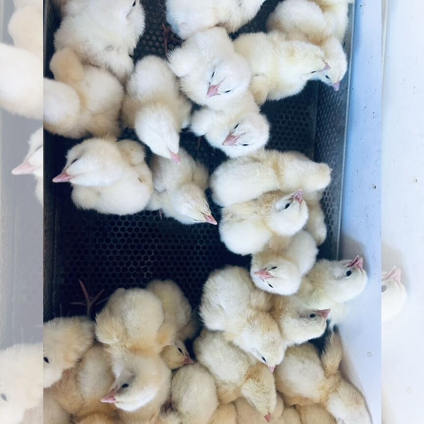 Бройлерные цыплята