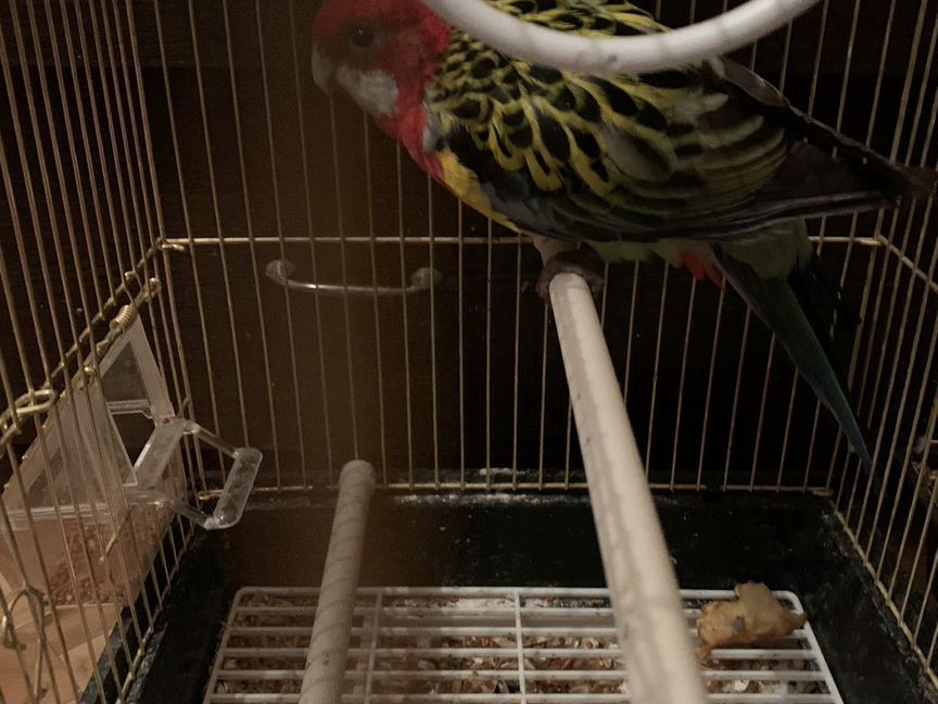 Попугай розелла