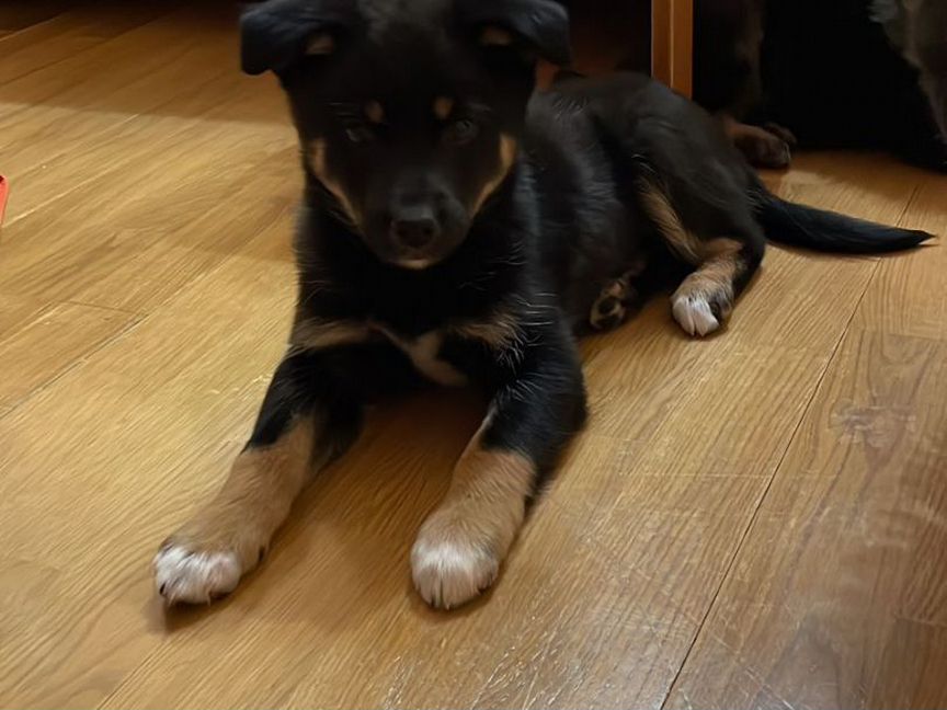 Прелесть Ладушка ищет дом