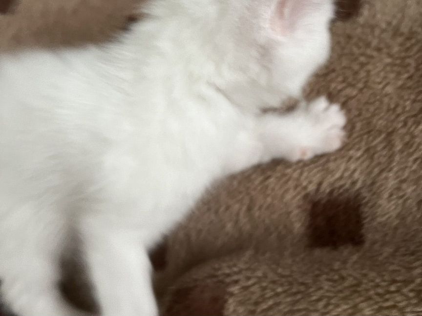 Белое пушистое счастье