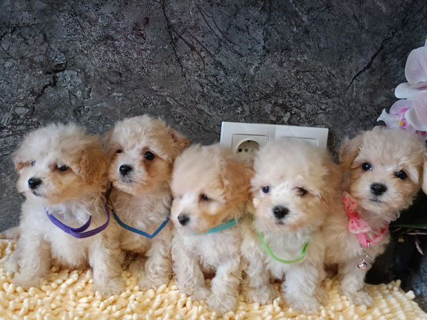 Пушон, Бишпу, Мальтипу