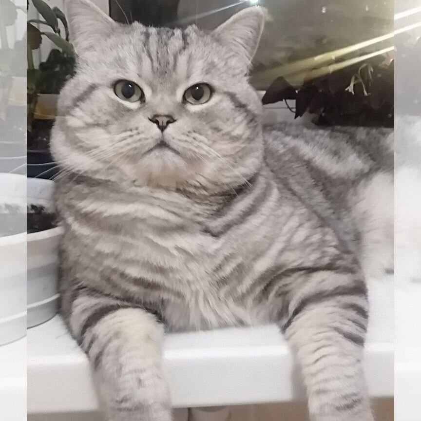 Шотландский кот вязка