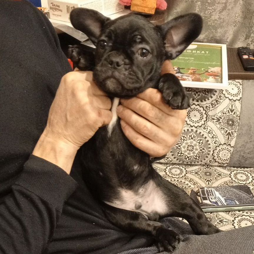 Французский бульдог, щенок