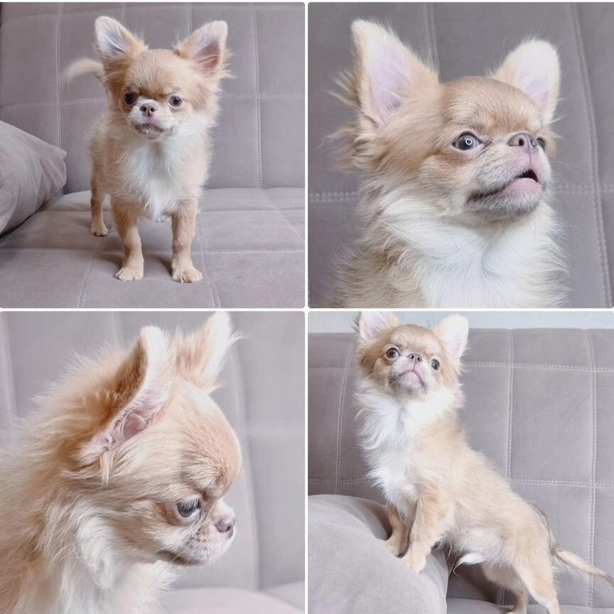 Чихуахуа супер парень, лиловый