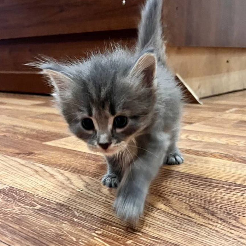 Мейн-кун котёнок