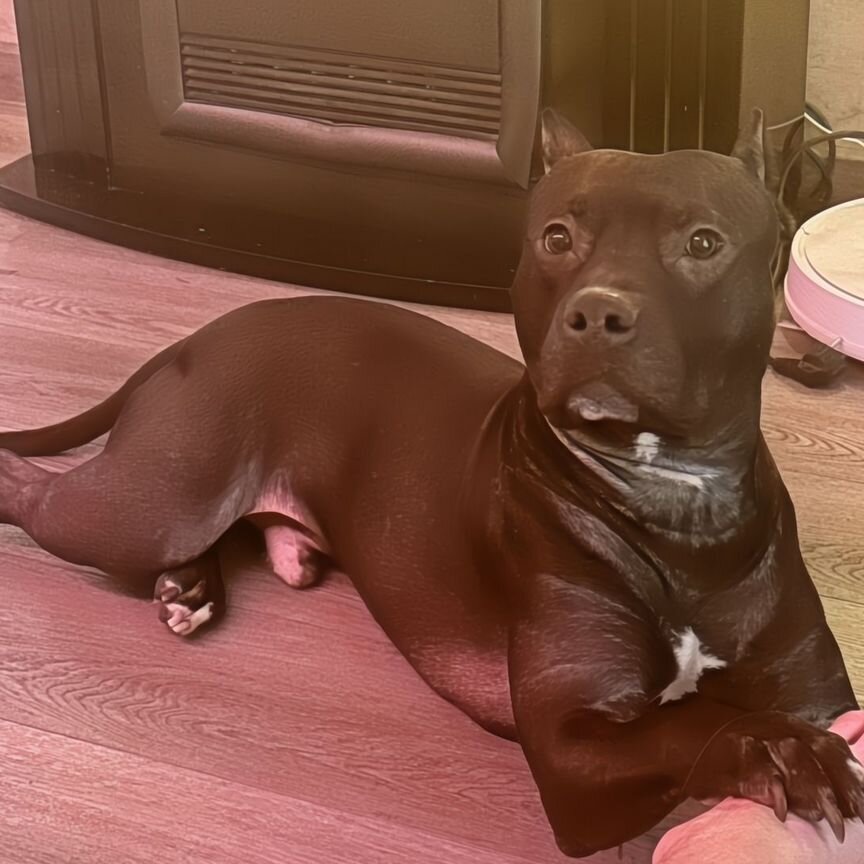 Американский питбультерьер, взрослый пёс