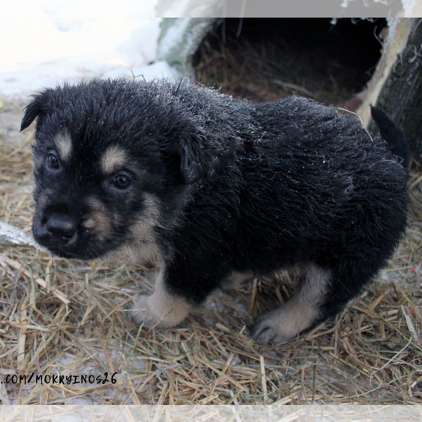 Ищем хозяина для малыша