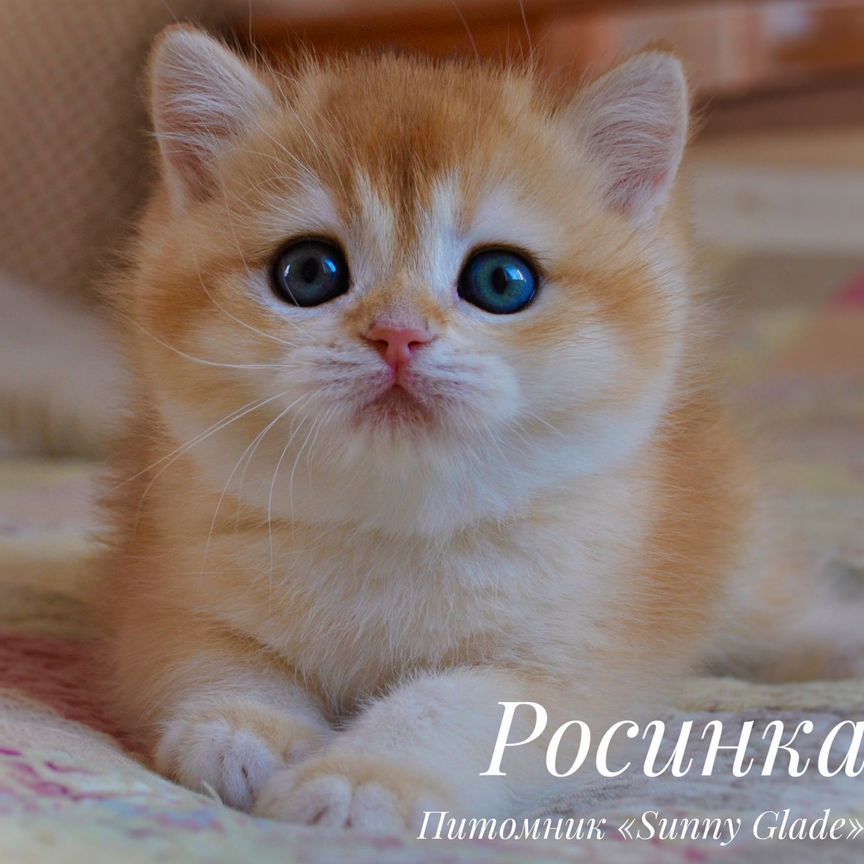 Британский короткошёрстный котёнок