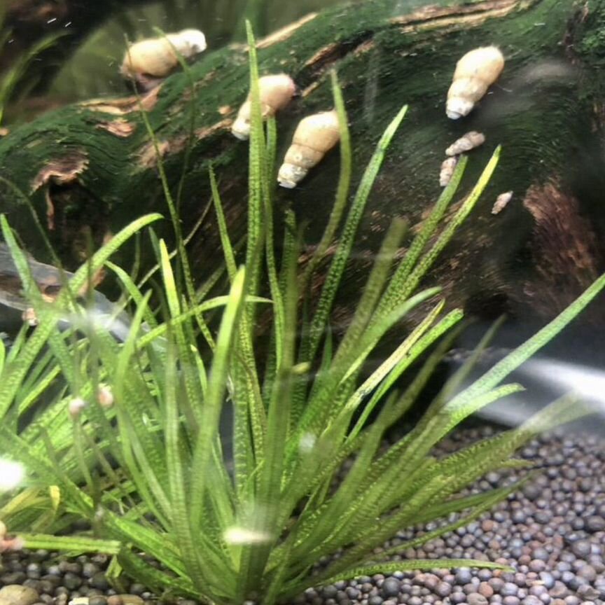 Улитки аквариумные мелании