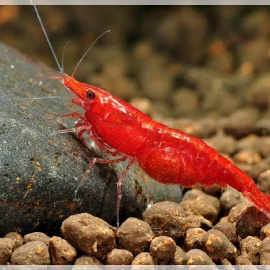 Креветка красный огонь, ред фаер